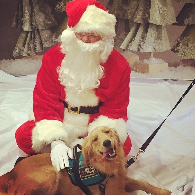 Good Dog! Blog: Holiday Helper