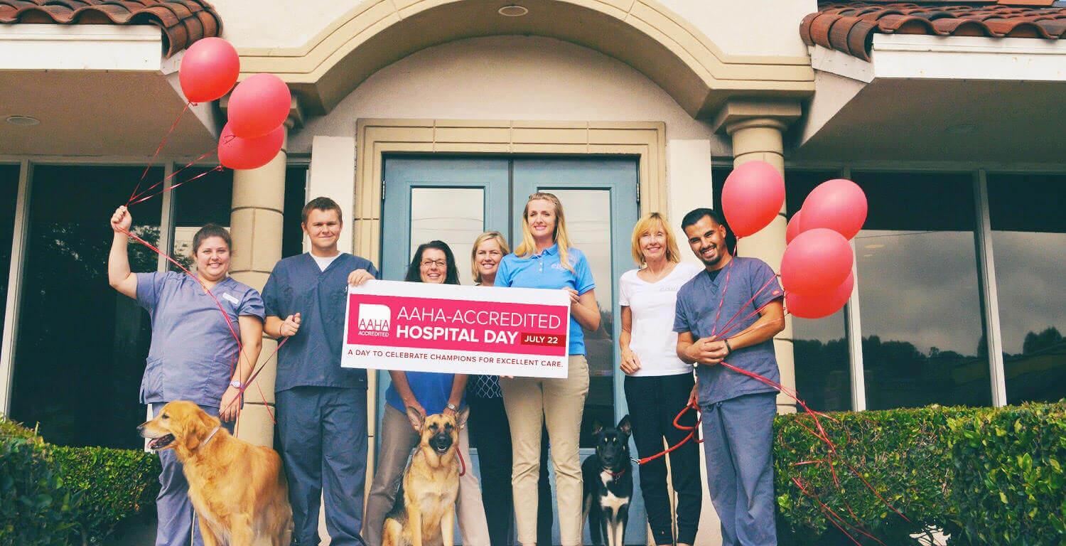 Top Rated Local Veterinarians – The Drake Center for Veterinary Care