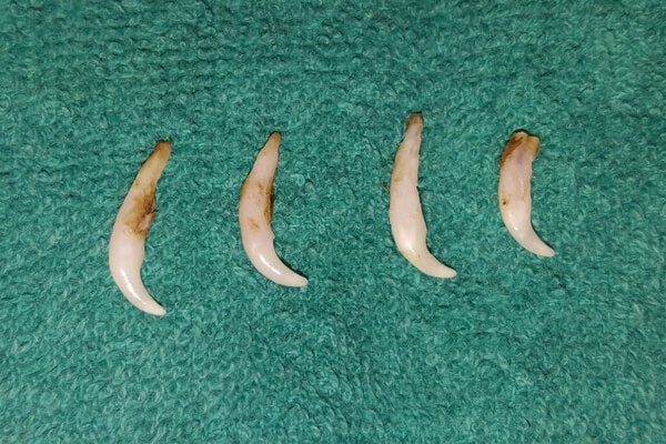 Dr. Kovac's Case of the Month: Canine Baby Teeth