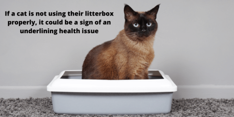 Dr. K's Case of the Month: Litterbox Troubles